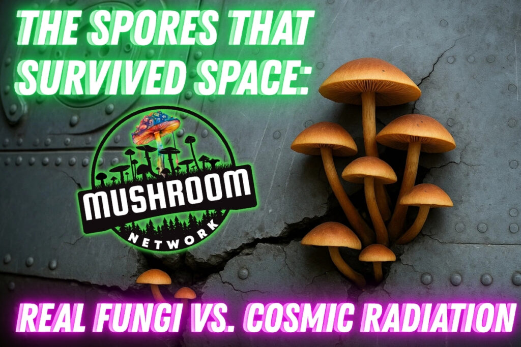 The Spores That Survived Space: Real Fungi vs. Cosmic Radiation — The ...